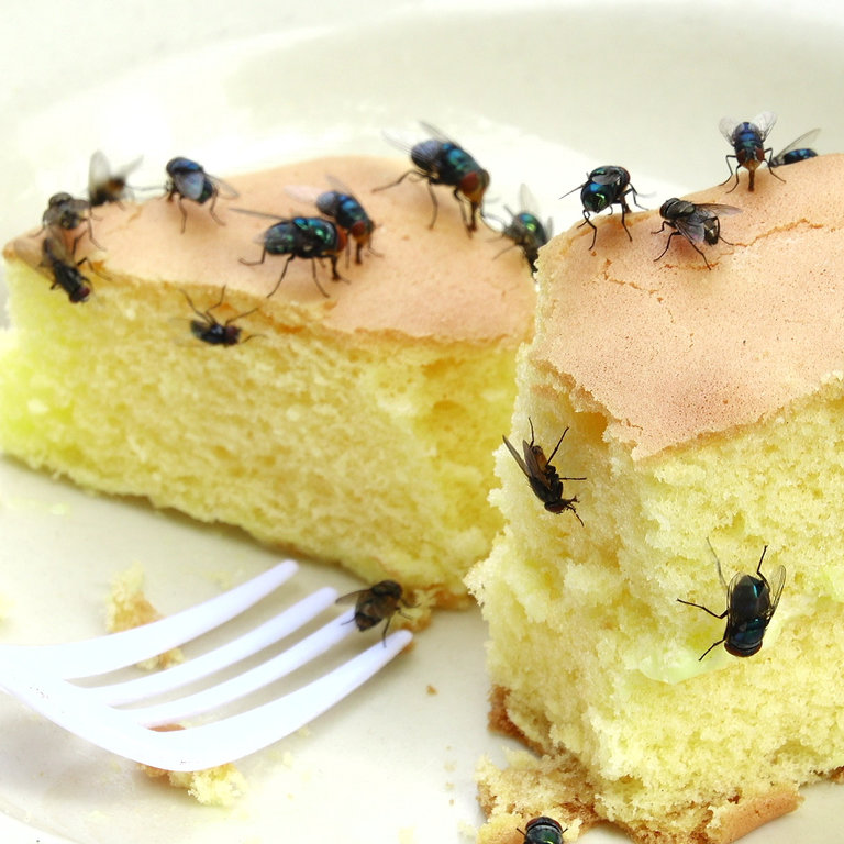Tips On Deterring Flies Antipest BlogAntipest Blog Tips On Deterring Flies Antipest BlogAntipest Blog